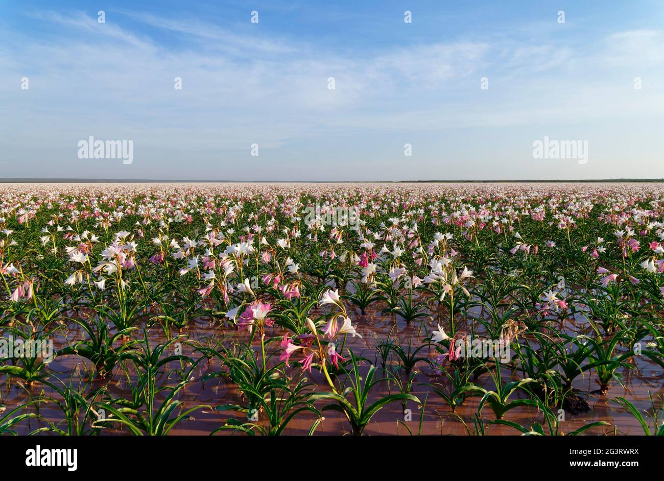Farm Sandhof near Maltahöhe: Lilies (Crinum paludosum, amaryllis family ...