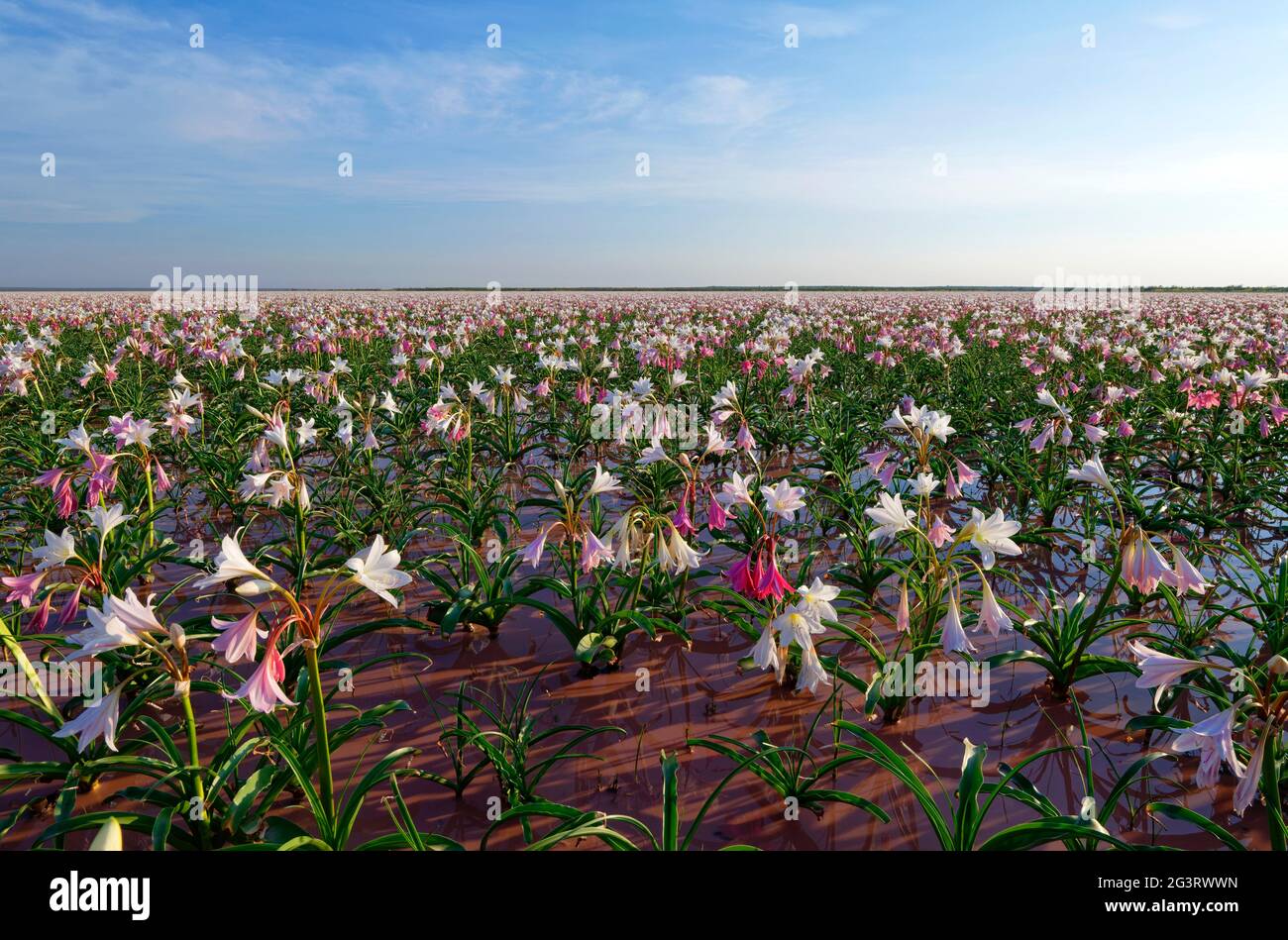 Farm Sandhof near Maltahöhe: Lilies (Crinum paludosum, amaryllis family ...