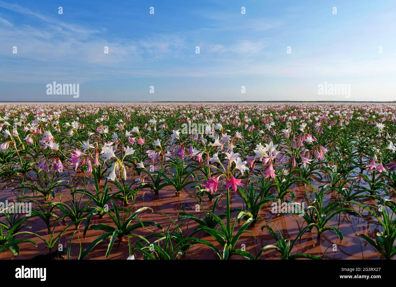 Farm Sandhof near Maltahöhe: Lilies (Crinum paludosum, amaryllis family ...