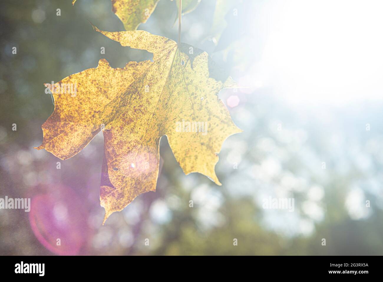 Yellow maple leaf backlit with flare Stock Photo - Alamy