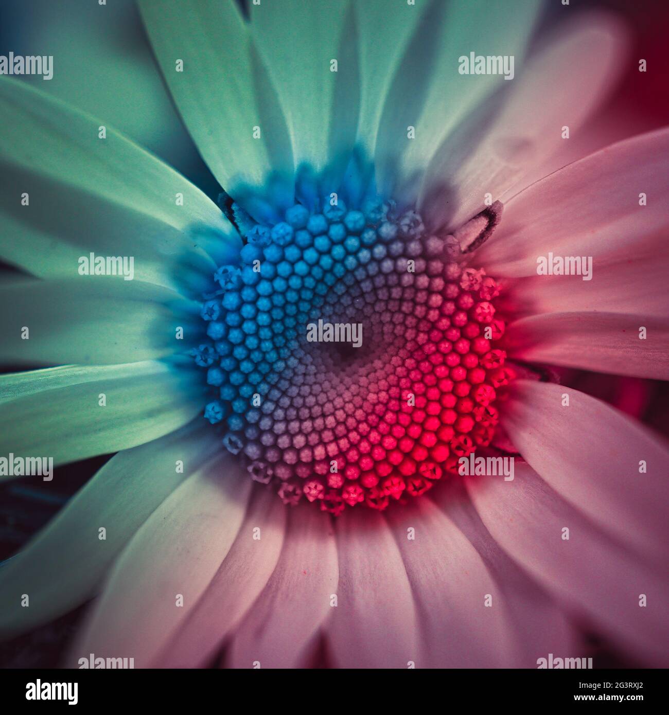 romantic daisy flower in the garden in spring season Stock Photo - Alamy