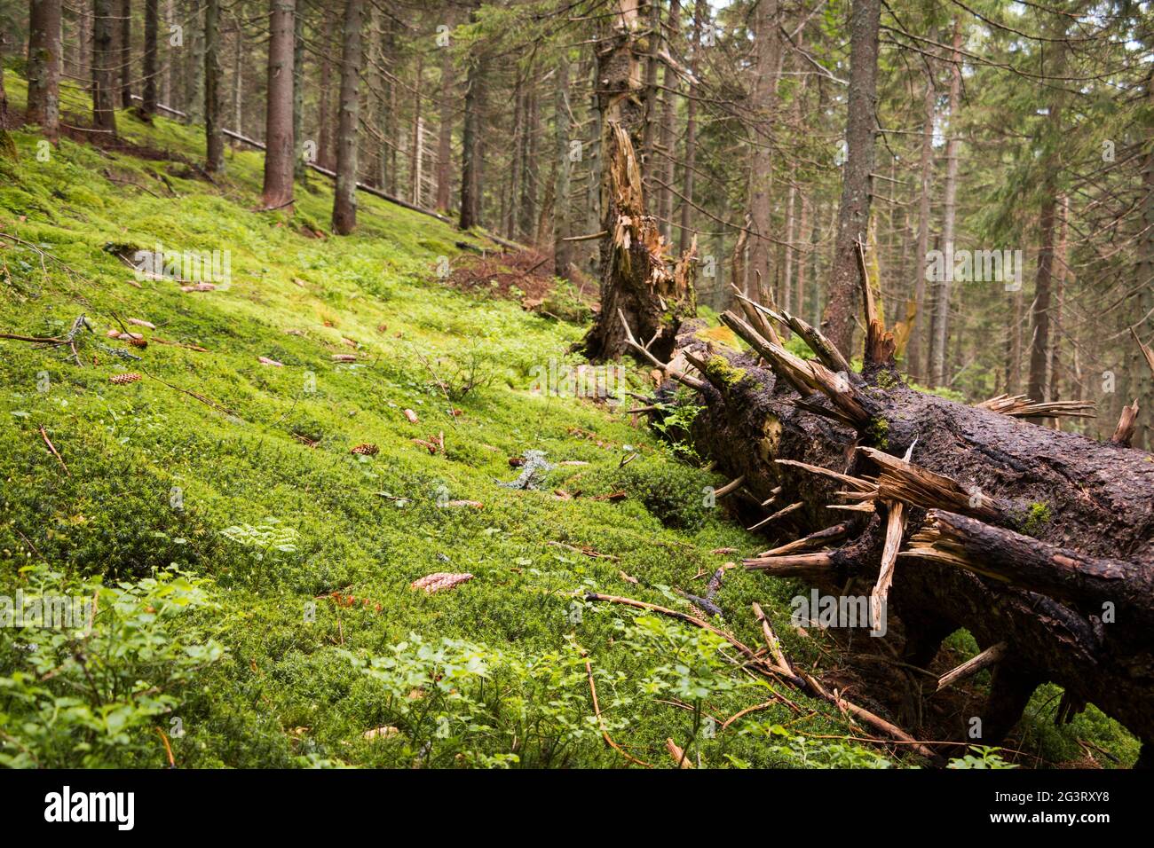 Large Broken Pine Stock Photo - Alamy