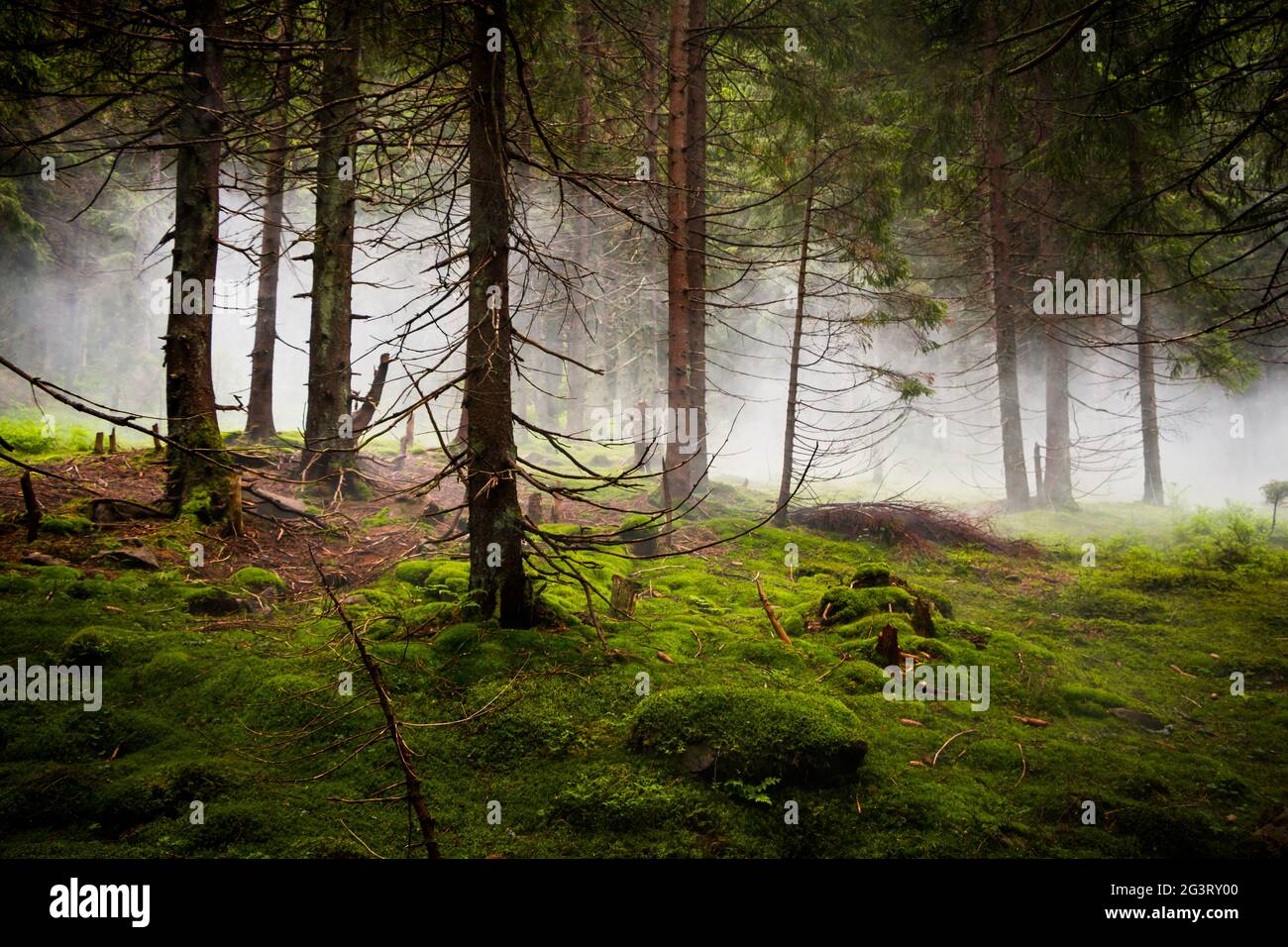 Dramatic Forest with Fog Stock Photo - Alamy