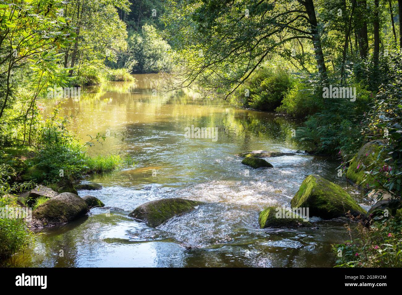 Tree fern stream in hi-res stock photography and images - Alamy