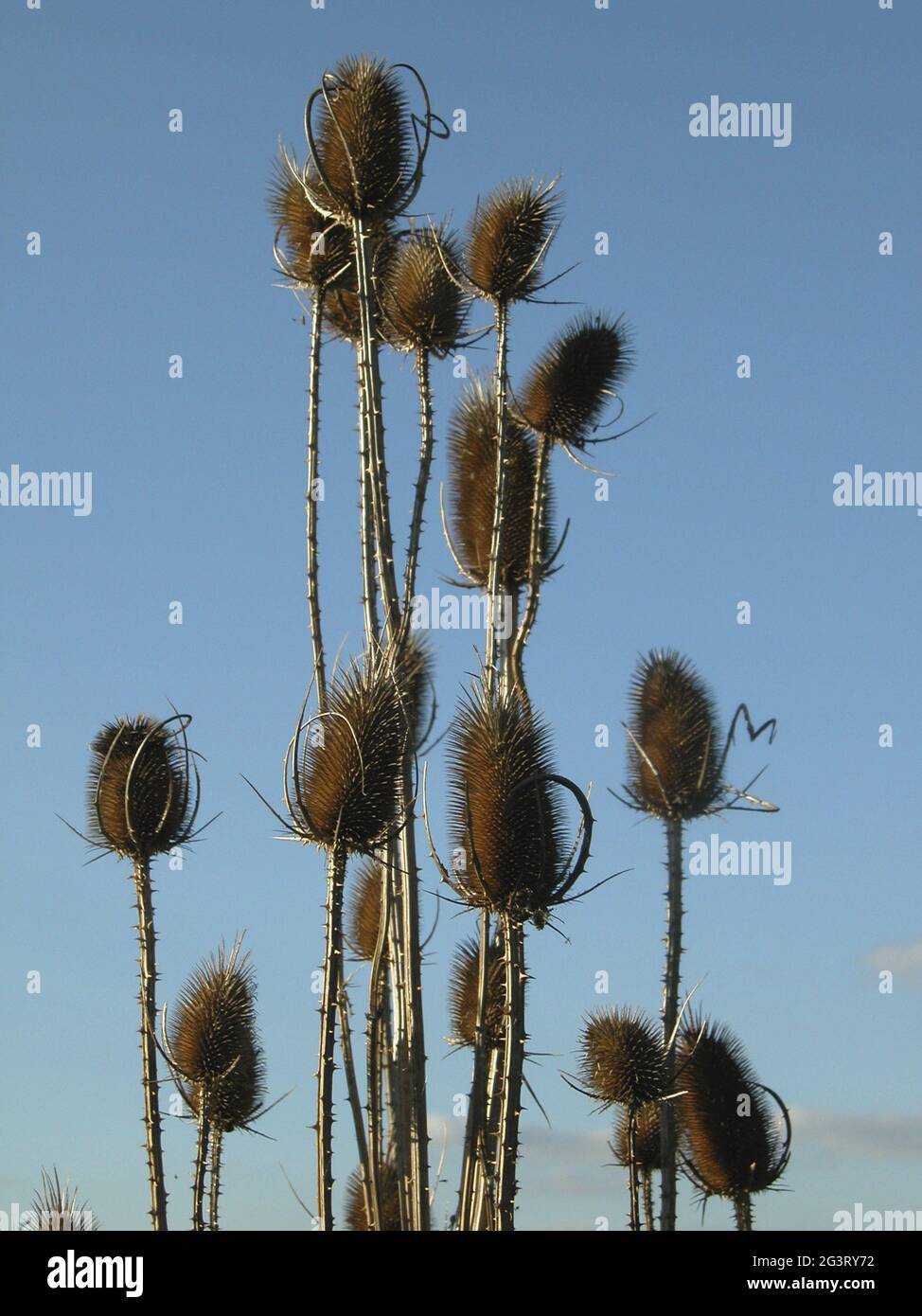 Common teazles hi-res stock photography and images - Alamy