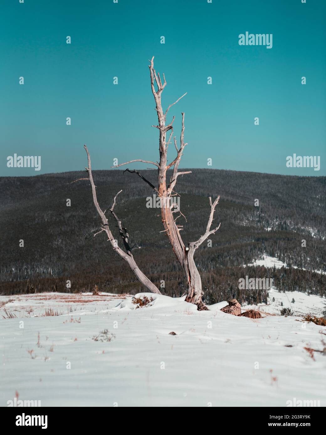 Dead tree on mountain hi-res stock photography and images - Alamy
