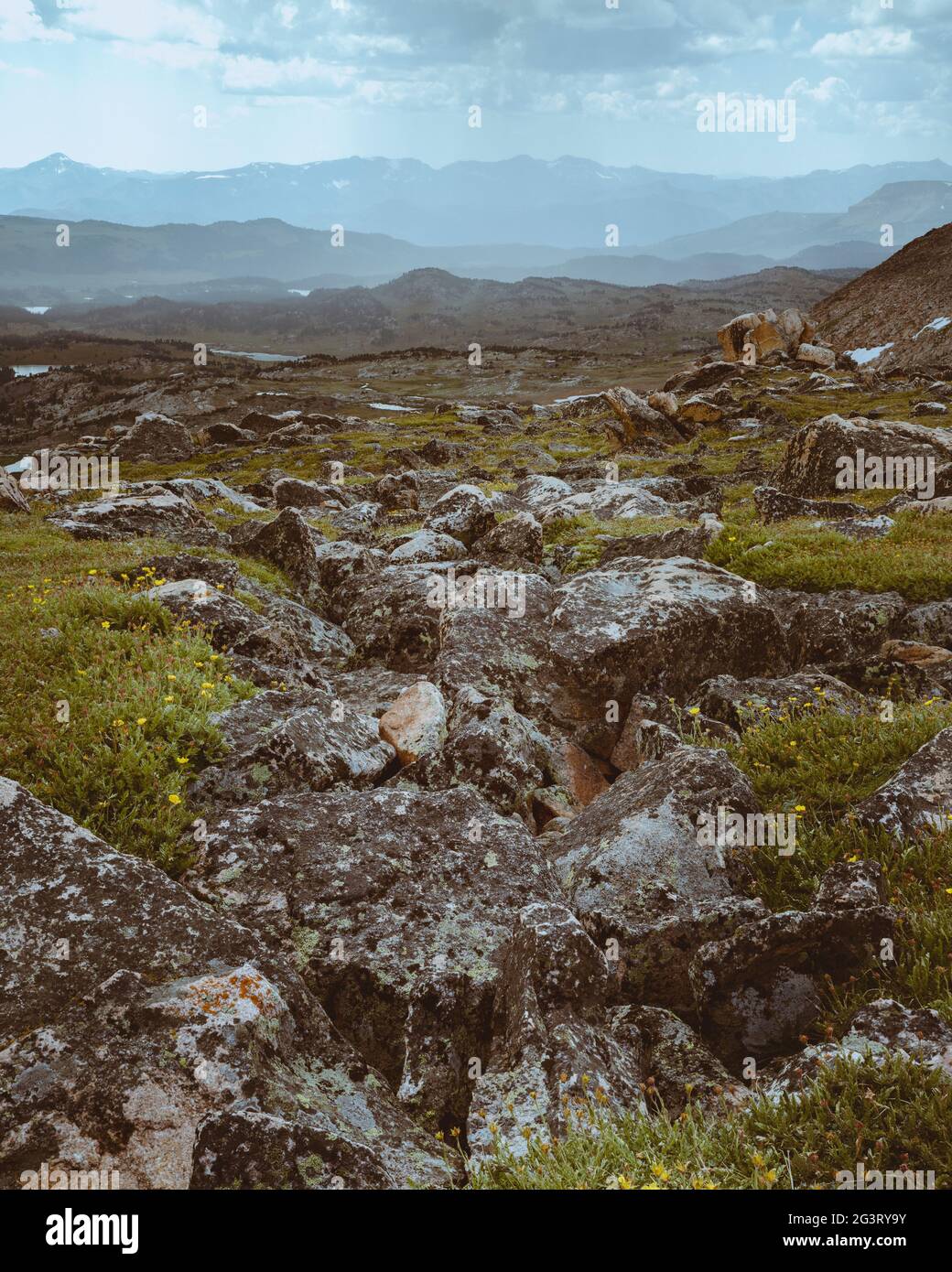 Beartooth plateau montana flowers hi-res stock photography and images ...