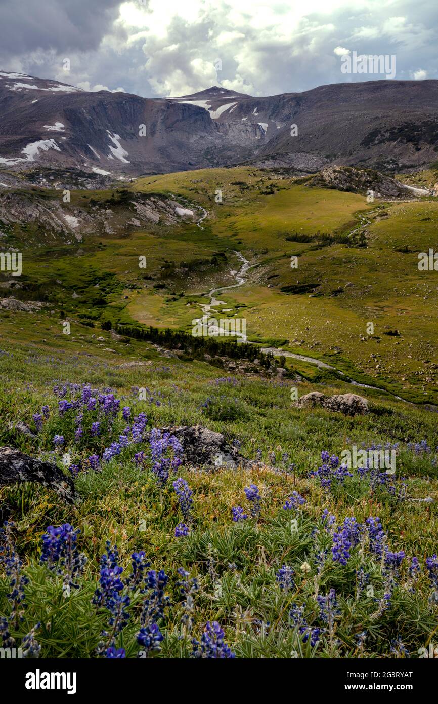 beautiful mountain landscape with wildflowers and creek Stock Photo - Alamy