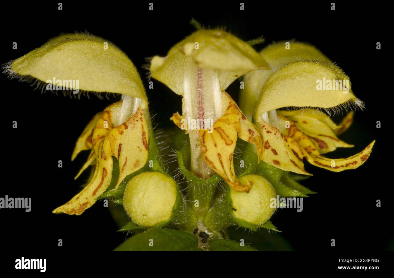 Yellow dead-nettle, Yellow Archangel, artillery plant, aluminium plant ...