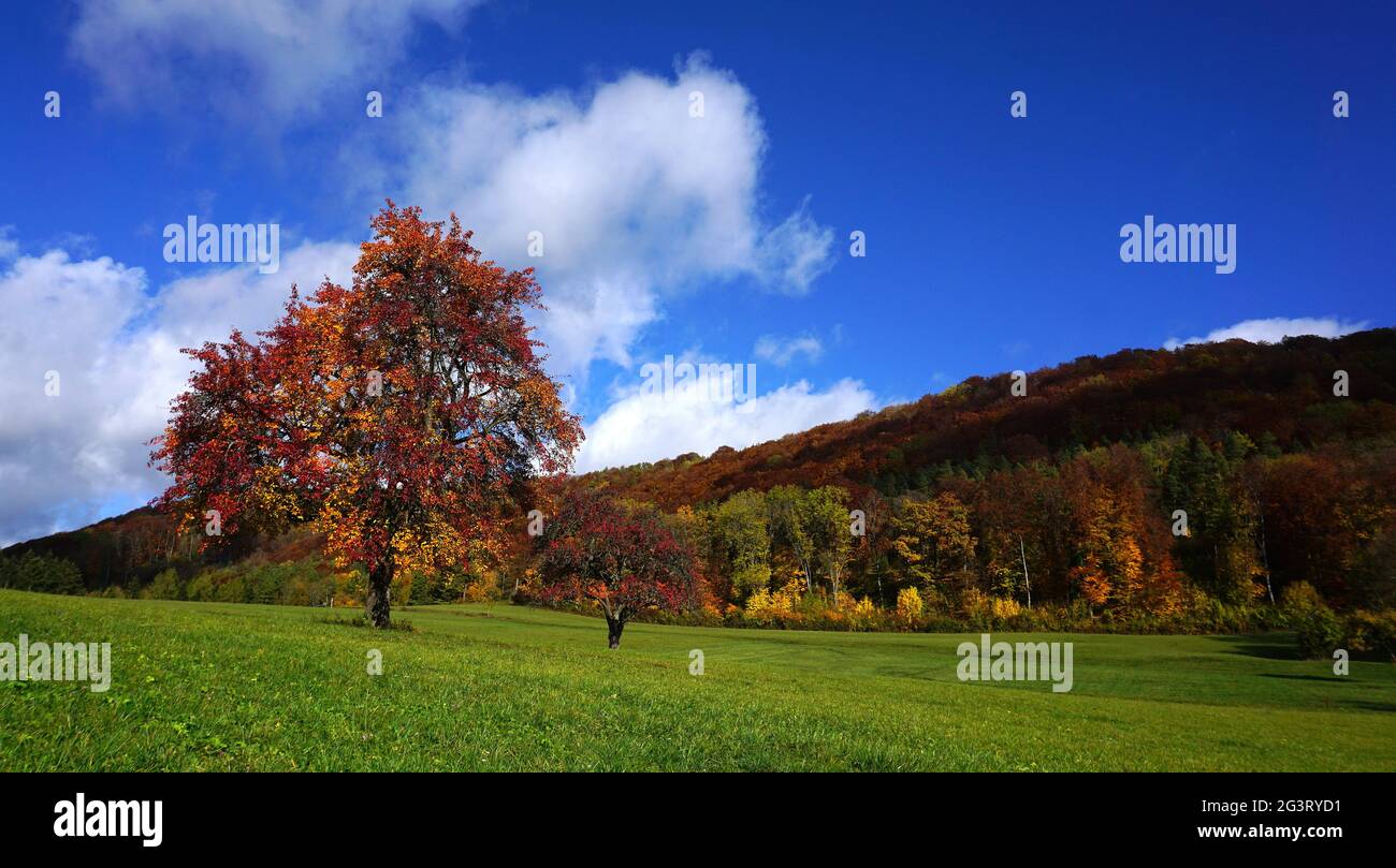 Pear tree in autumn hi-res stock photography and images - Alamy