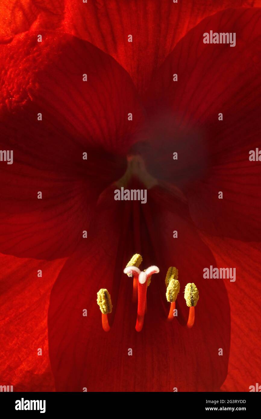 Amaryllis flowers amaryllidaceae hi-res stock photography and images ...