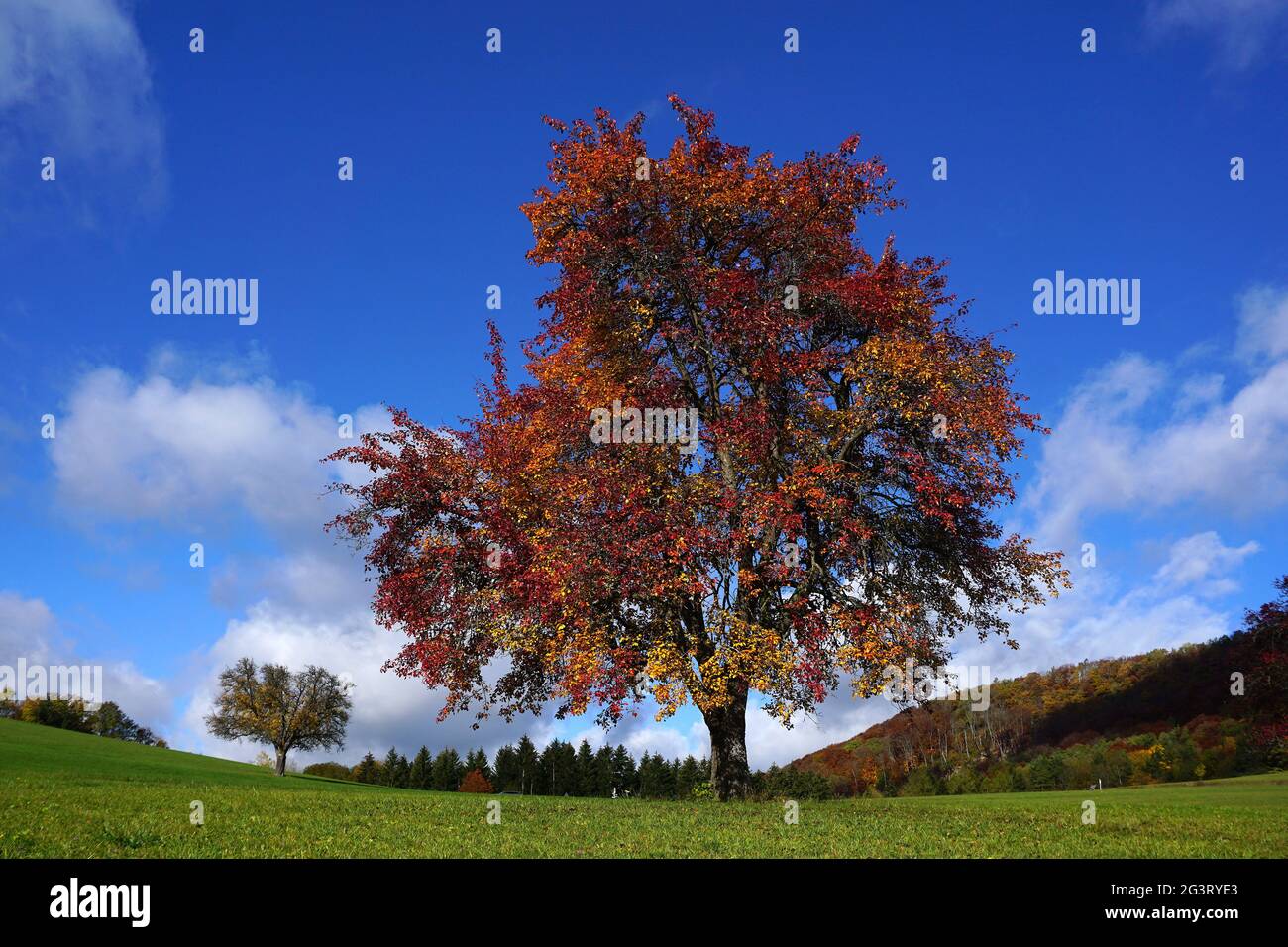 Pear tree in autumn hi-res stock photography and images - Alamy