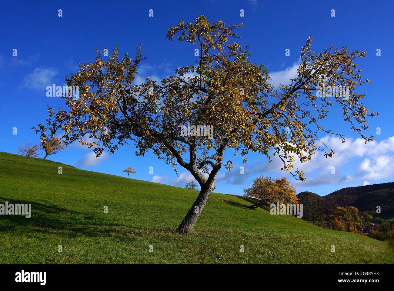 Autumn landscape with fruit trees Stock Photo - Alamy
