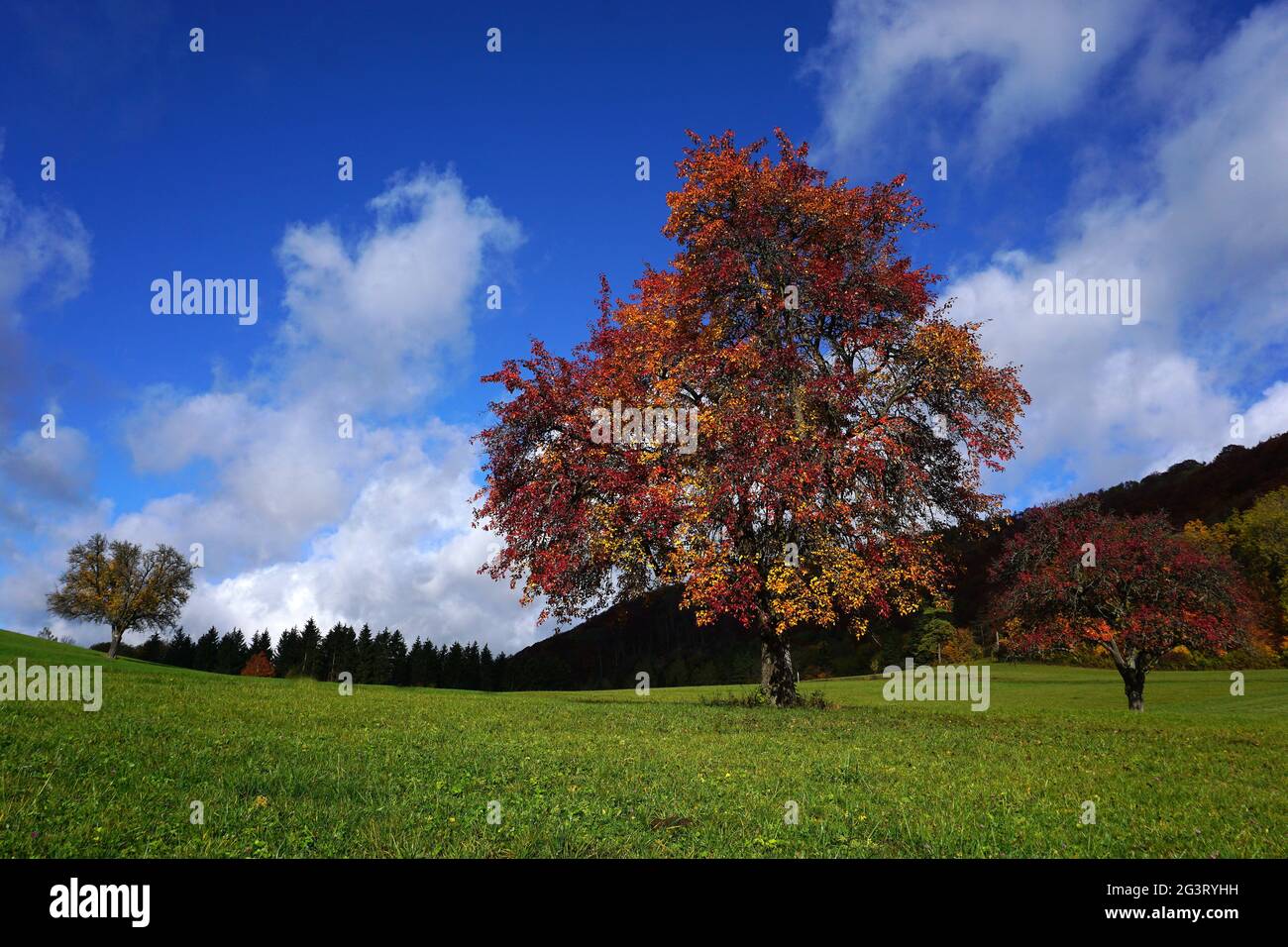 Autumn pear tree hi-res stock photography and images - Alamy