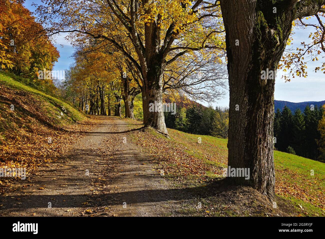 Lined with trees and mountains hi-res stock photography and images - Alamy