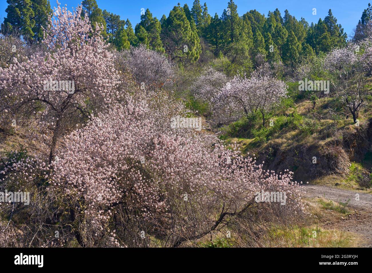 Almond (Prunus dulcis, Prunus amygdalus, Amygdalus communis, Amygdalus ...