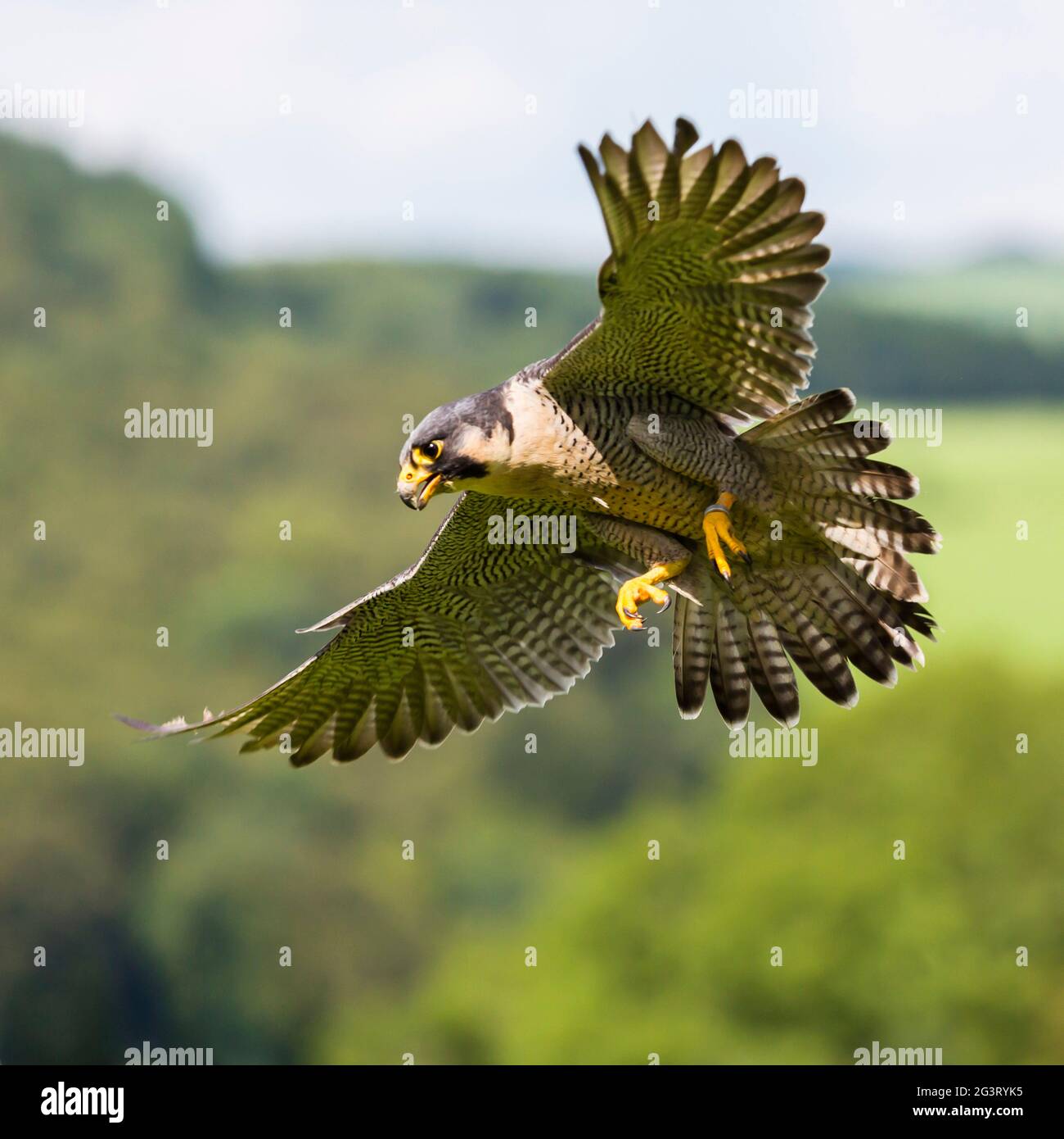 peregrine falcon (Falco peregrinus), male in flight, Germany, Rhineland ...
