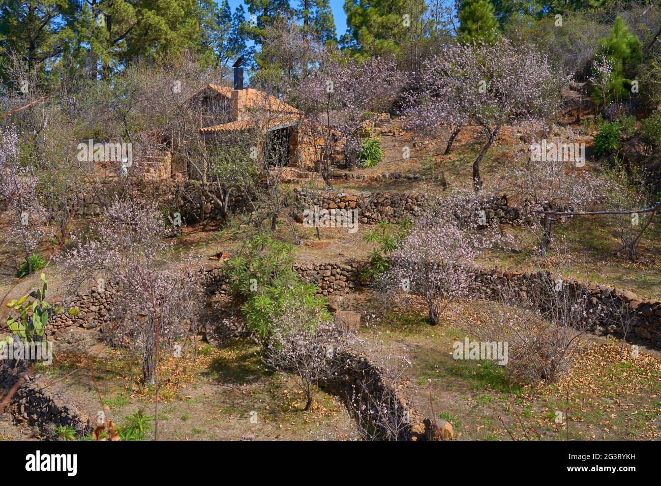Almond tree blossom terrace hi-res stock photography and images - Alamy