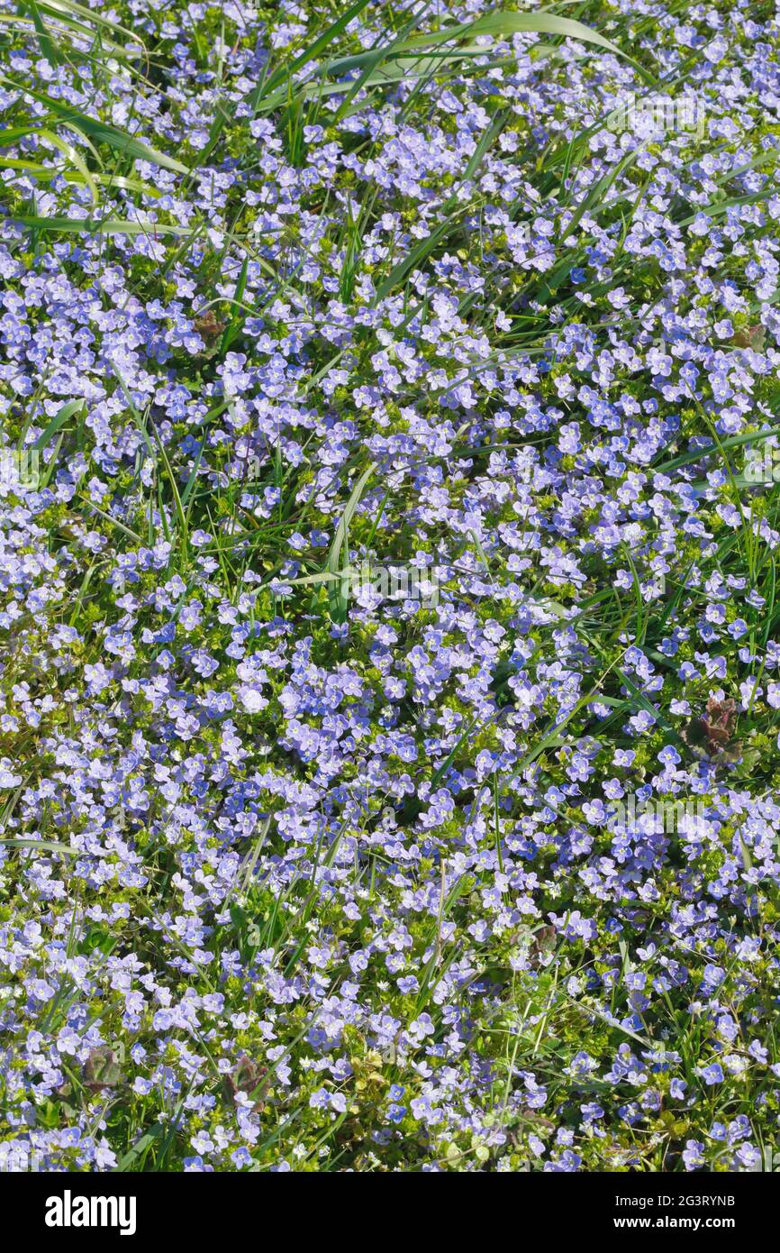 Slender speedwell veronica filiformis hi-res stock photography and ...