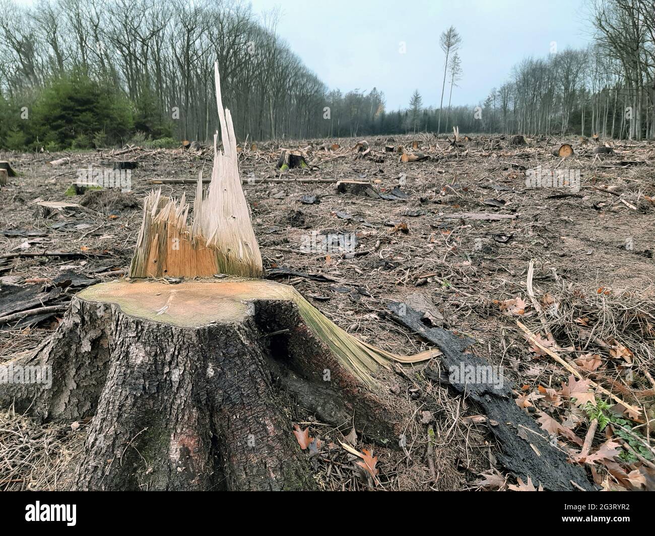 Cut stumps hi-res stock photography and images - Alamy