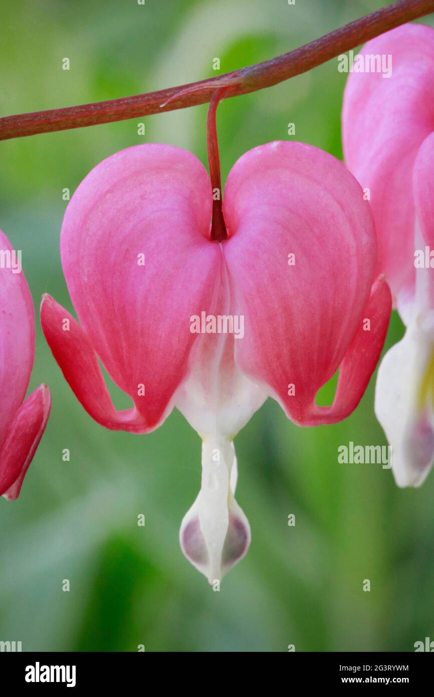 Common bleeding heart (Dicentra spectabilis, Lamprocapnos spectabilis ...