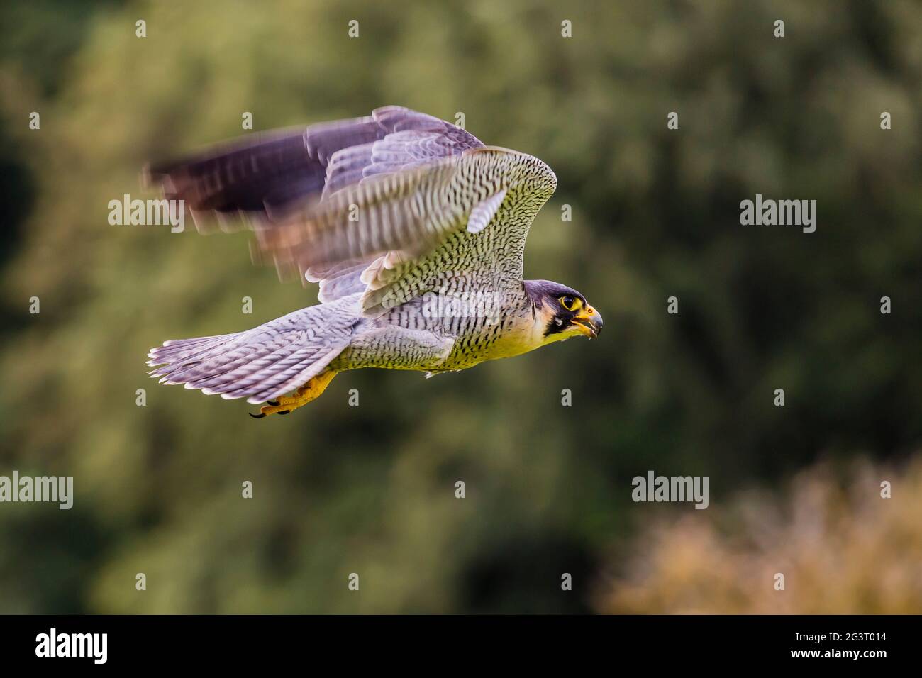 Peregrine falcon male hi-res stock photography and images - Alamy
