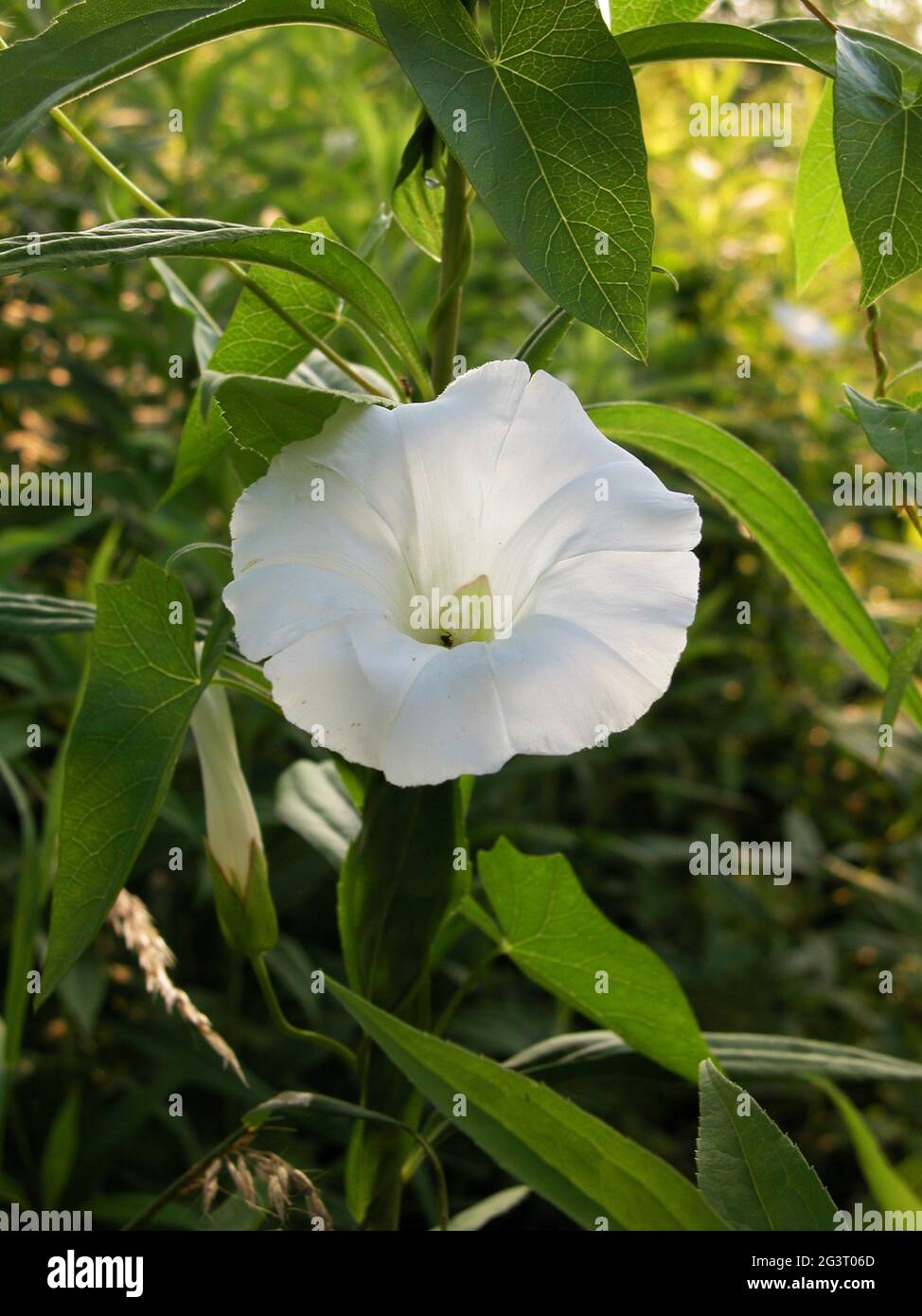 Bellbine, Hedge bindweed, Hedge false bindweed, Lady's-nightcap ...