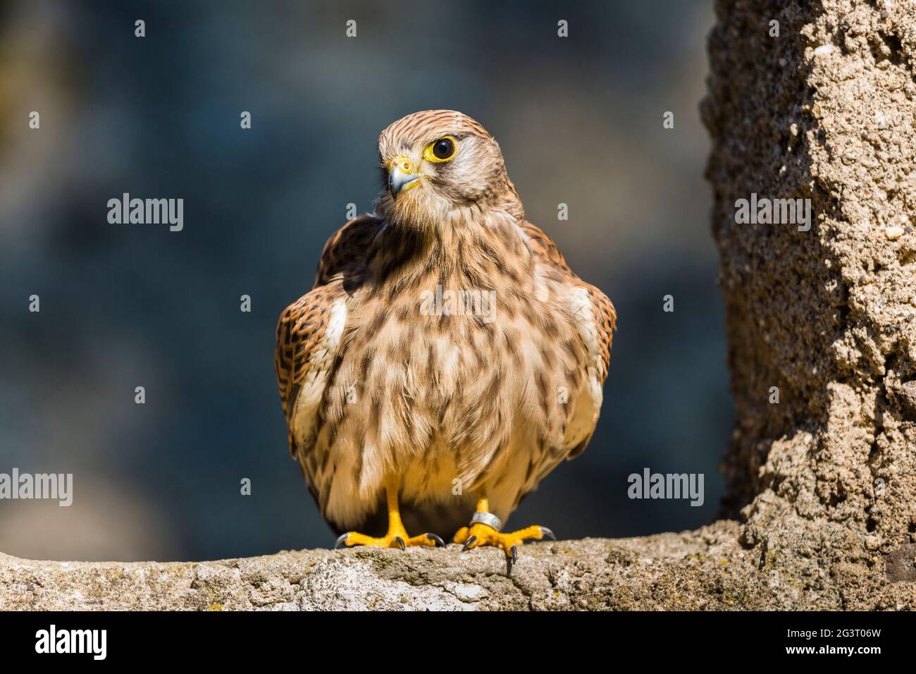 European Kestrel, Eurasian Kestrel, Old World Kestrel, Common Kestrel ...