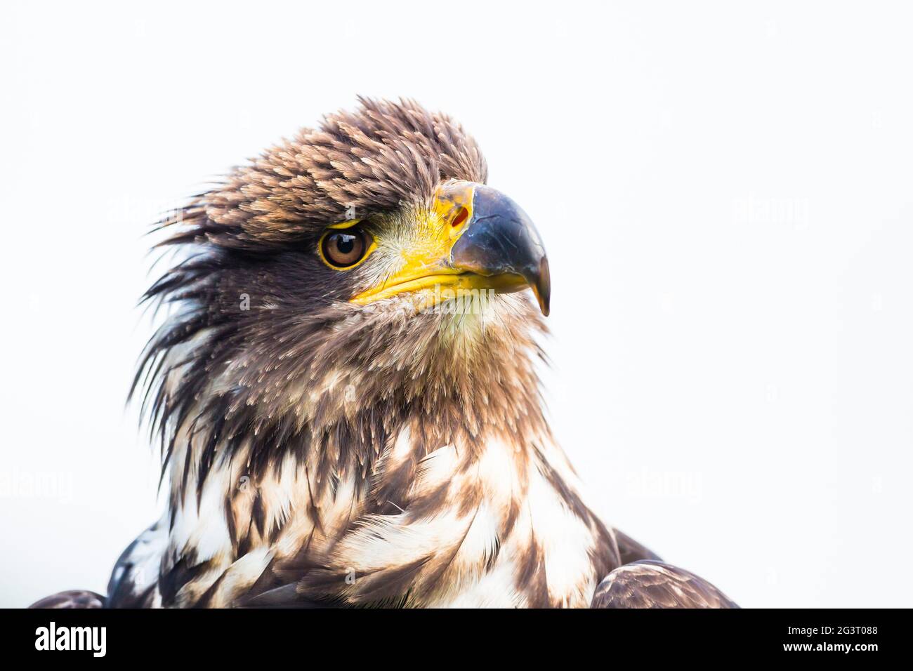 Female bald eagle hi-res stock photography and images - Alamy