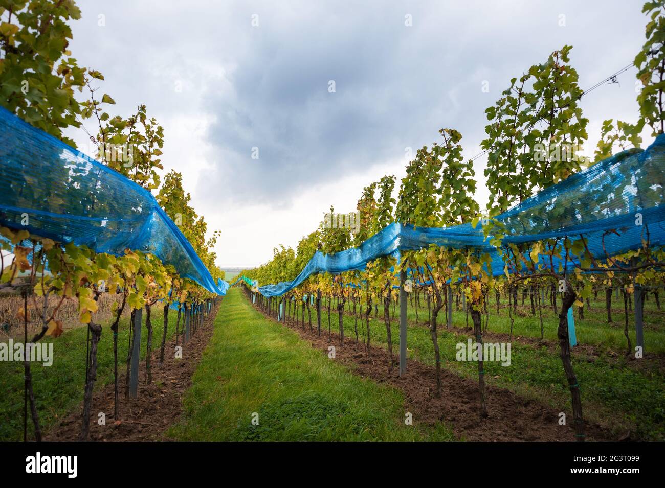 Summer season green vineyard hi-res stock photography and images - Alamy