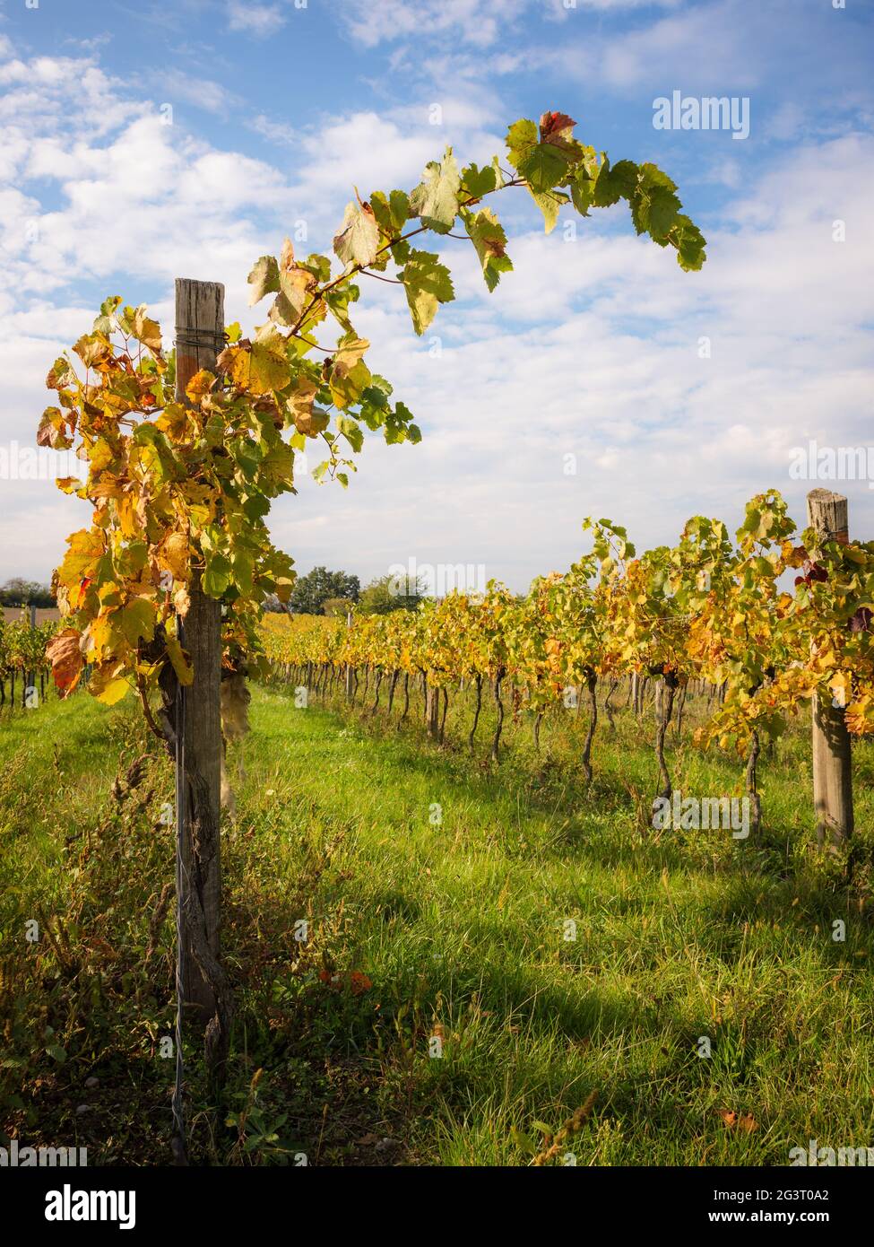 Vineyard color hi-res stock photography and images - Alamy