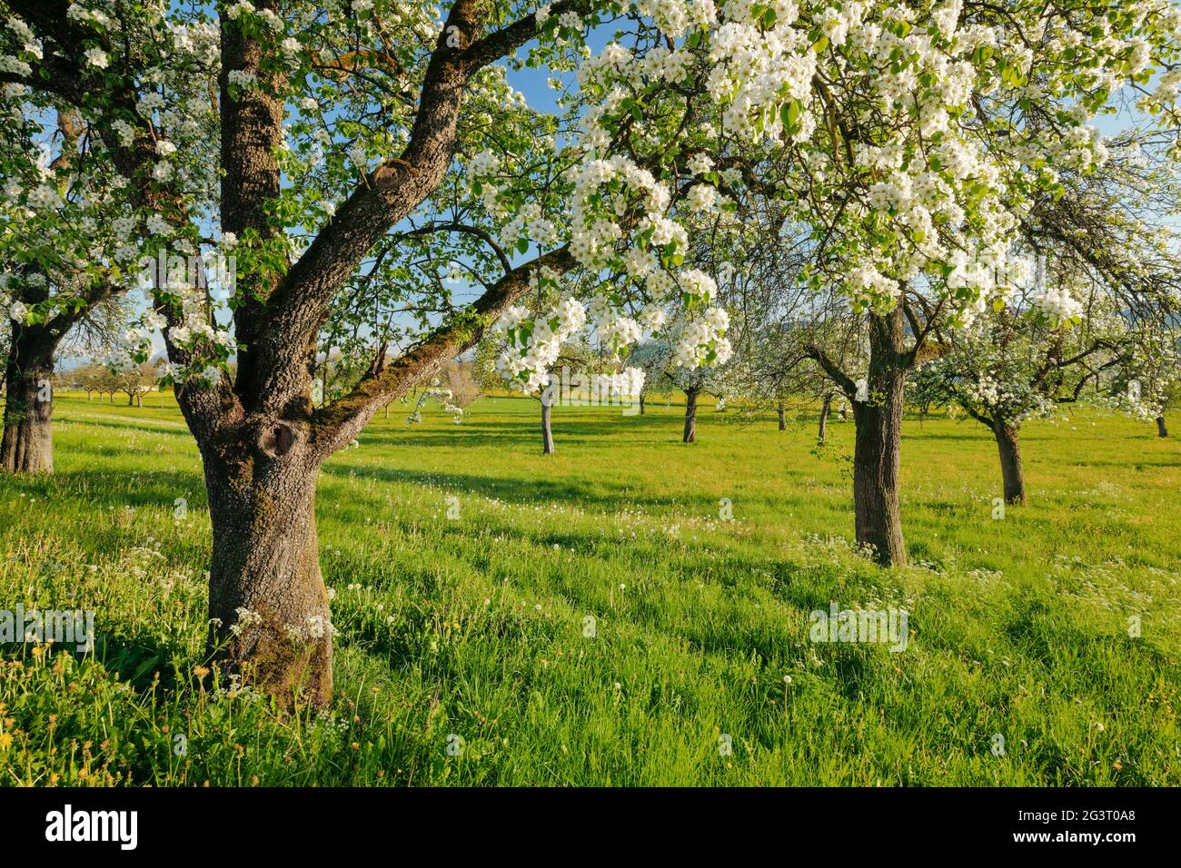 Common pear (Pyrus communis), blooming tree on an fruit orchard ...