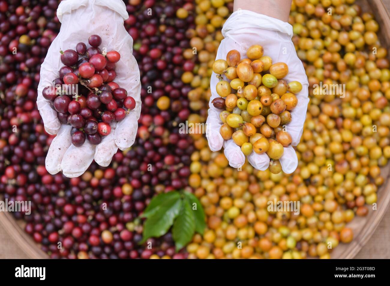 Red Coffee Cherry In Hand.Fresh coffee cherry beans background Stock ...