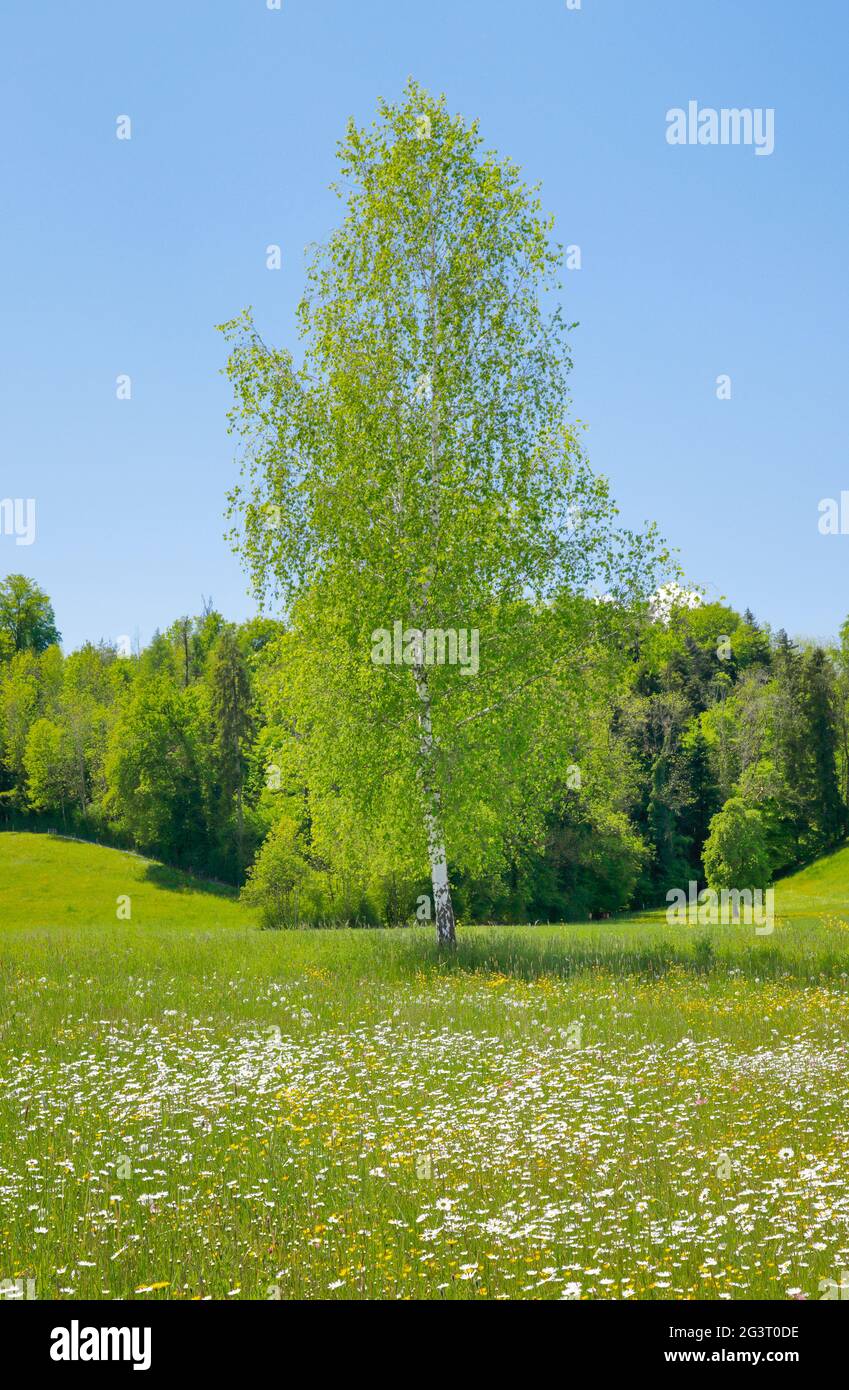 common birch, silver birch, European white birch, white birch (Betula ...