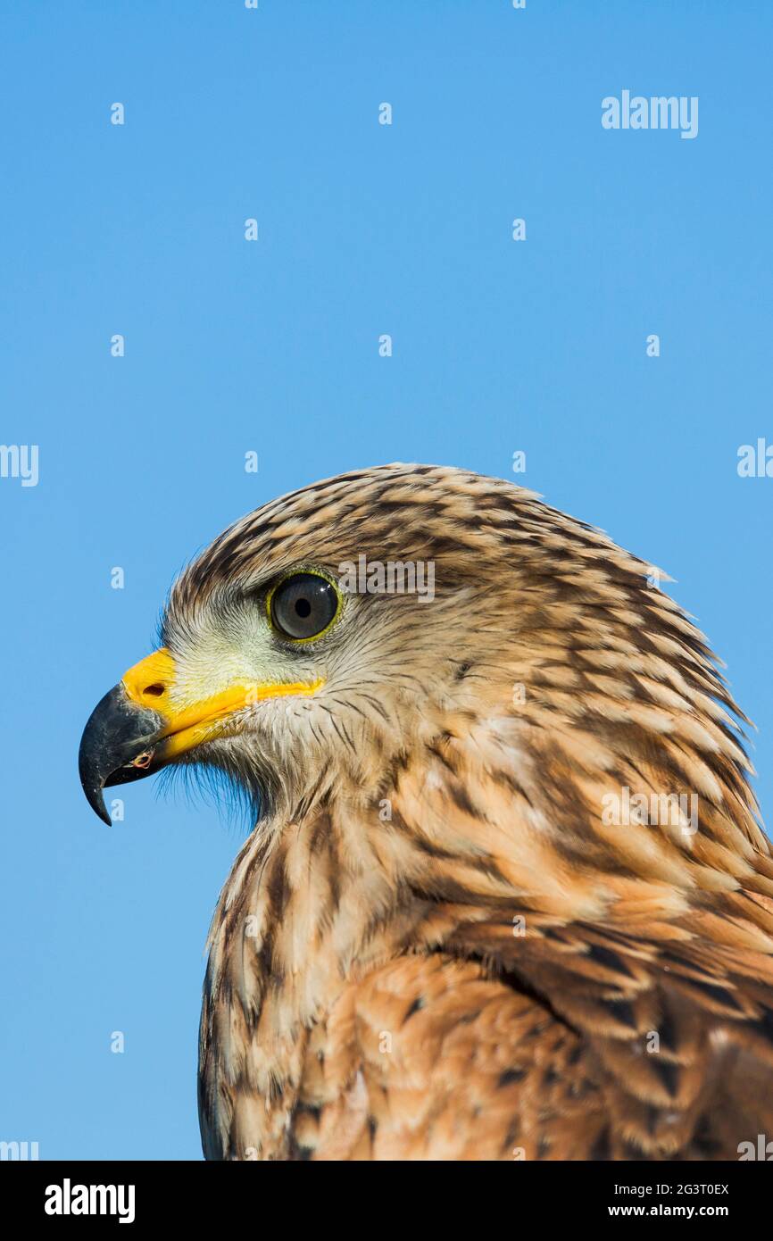 red kite (Milvus milvus), portrait, Germany, Rhineland-Palatinate Stock Photo - Alamy