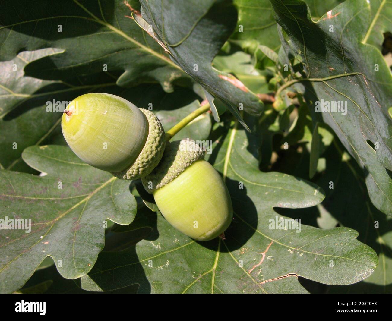 common oak, pedunculate oak, English oak (Quercus robur. Quercus ...
