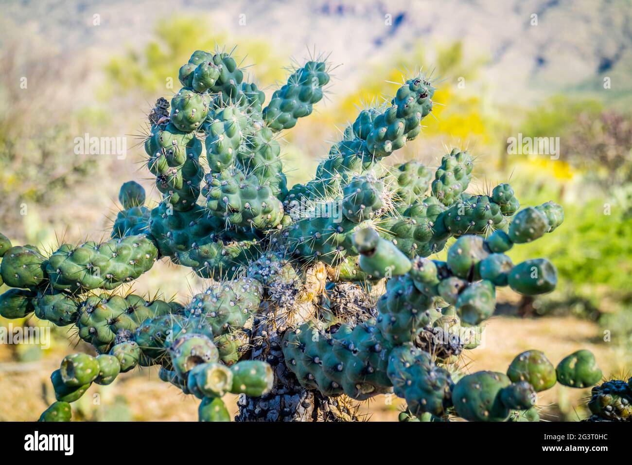 Chain Fruit Cholla Cactus in Saguaro National Park, Arizona Stock Photo ...
