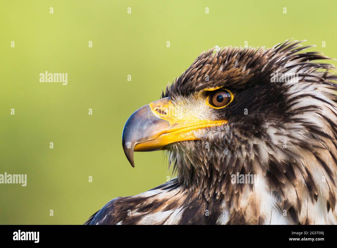 American bald eagle (Haliaeetus leucocephalus), female with juvenile ...