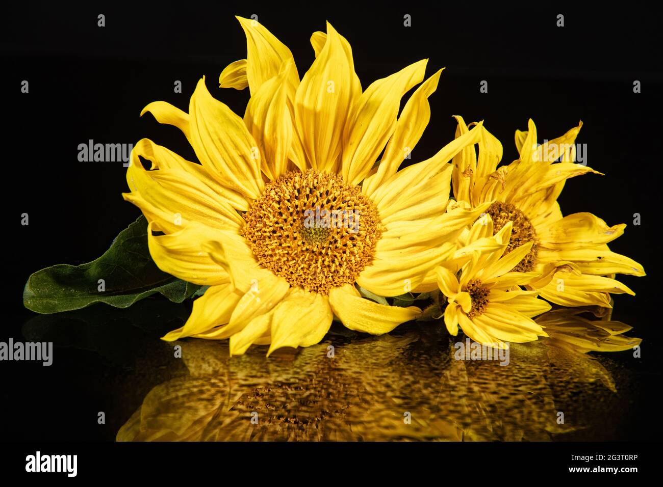 Sunflower On Glass Stock Photo - Alamy