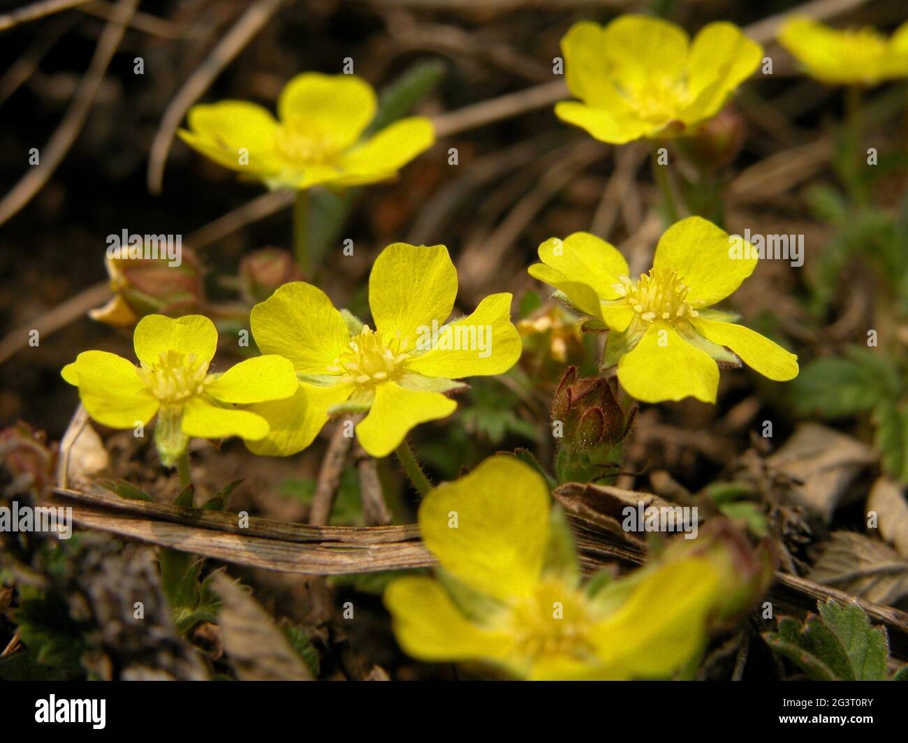 Spring cinquefoil hi-res stock photography and images - Alamy