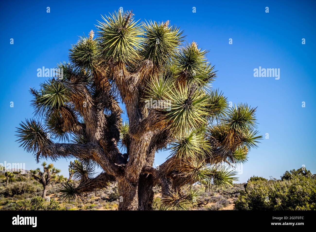 Joshua Trees in Joshua Tree National Park, California Stock Photo - Alamy