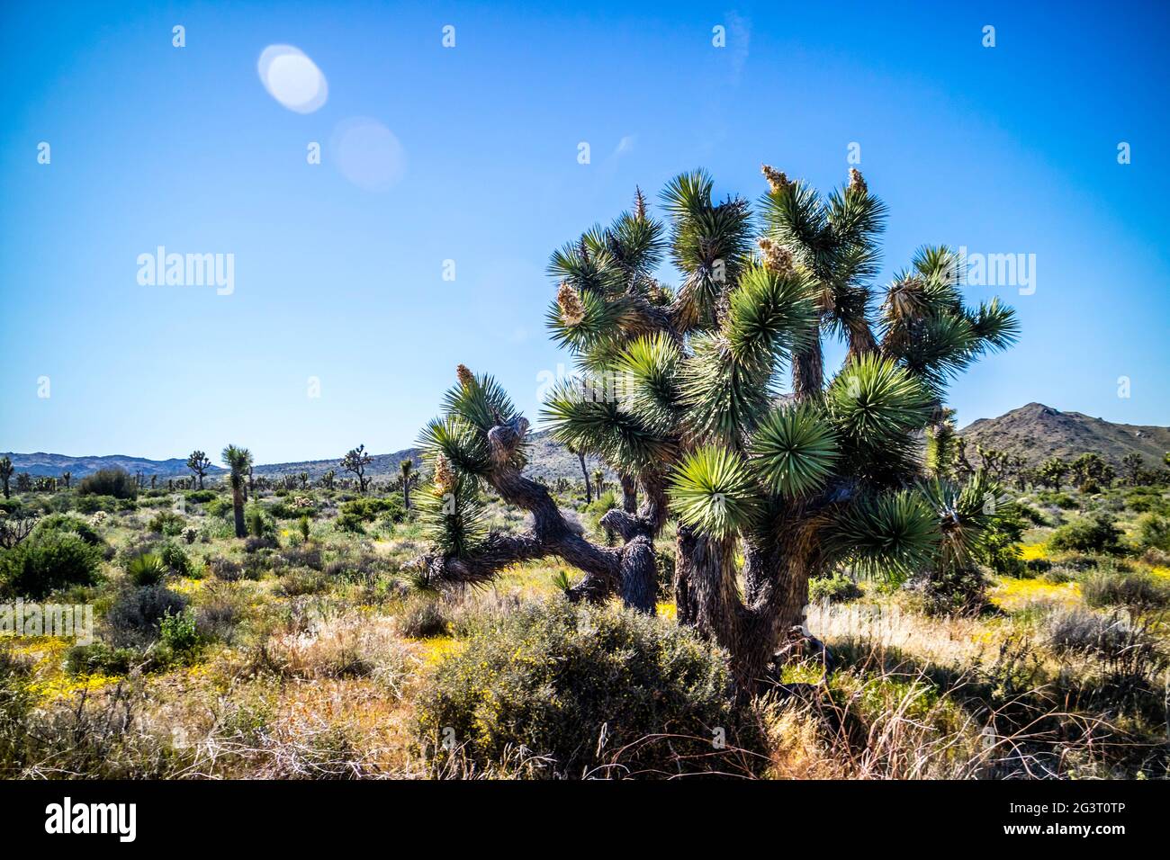 Joshua Trees in Joshua Tree National Park, California Stock Photo - Alamy