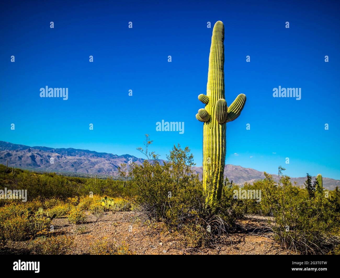 A long slender Saguaro Cactus in Saguaro National Park, Arizona Stock ...