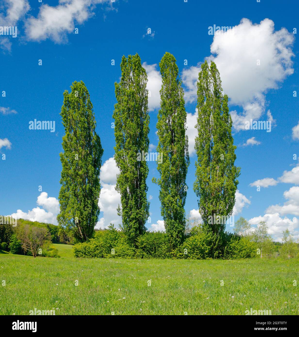 lombardy poplar (Populus nigra var. italica, Populus nigra 'Italica ...