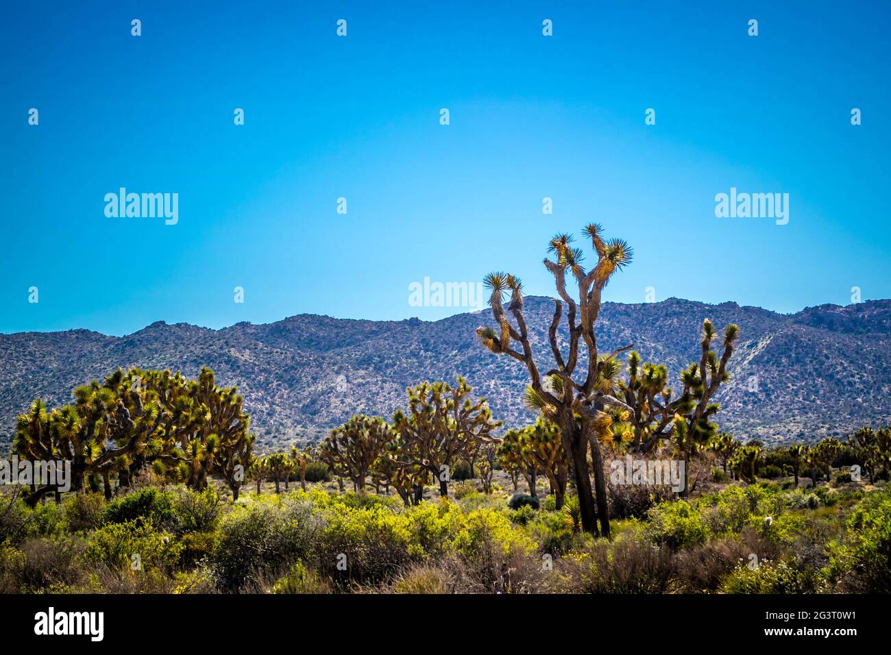 Joshua Trees in Joshua Tree National Park, California Stock Photo - Alamy