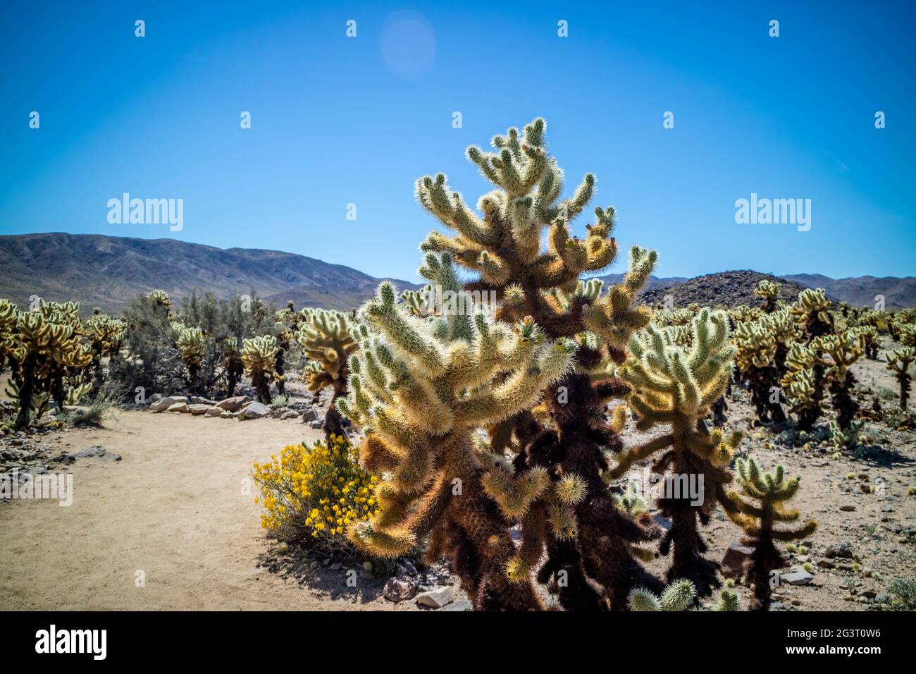 Chain Fruit Cholla Cactus in Joshua National Park, California Stock ...