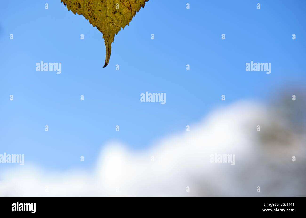 Floating dry leaf hi-res stock photography and images - Alamy