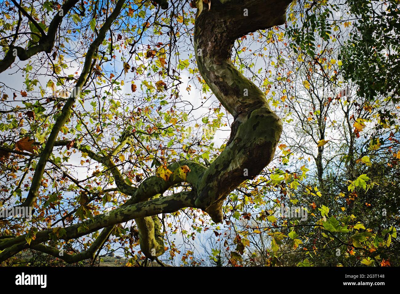 A Twisting Branch From Seen From Below With Spring Leaves Stock Photo ...