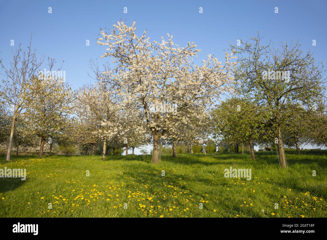 Cherry blossom trees no people hi-res stock photography and images - Alamy