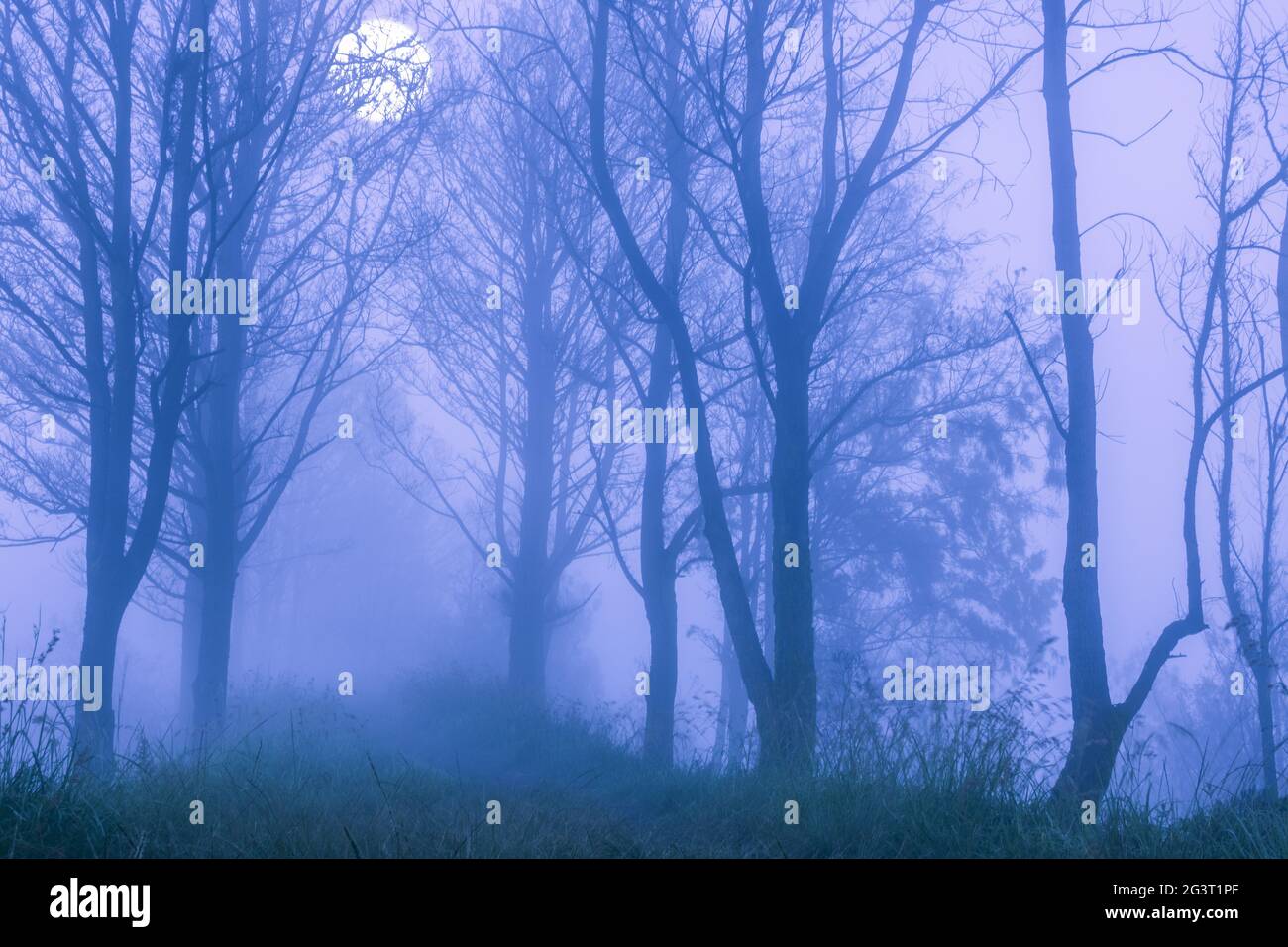 Foggy Forest At Night
